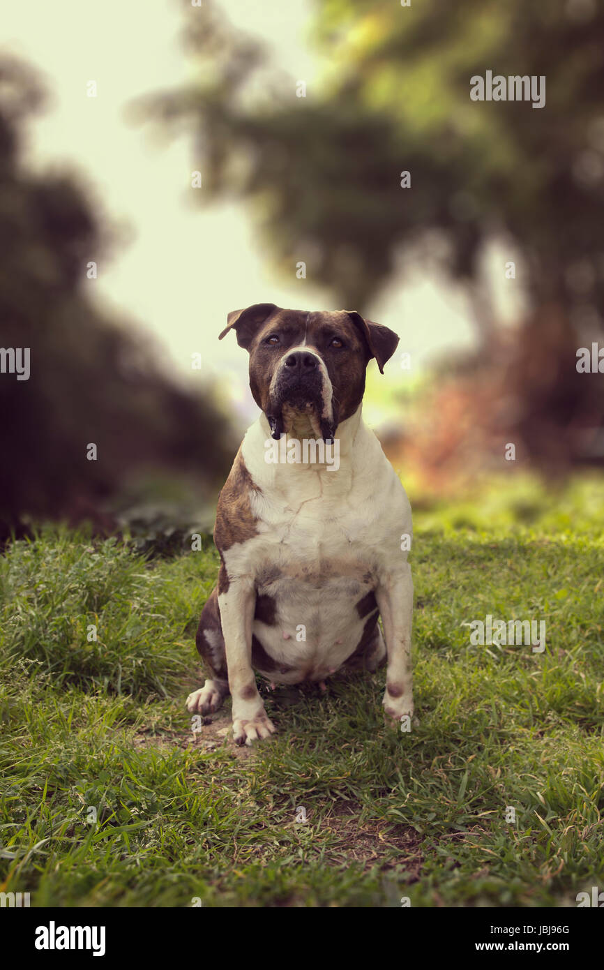 Bull sit hi-res stock photography and images - Alamy
