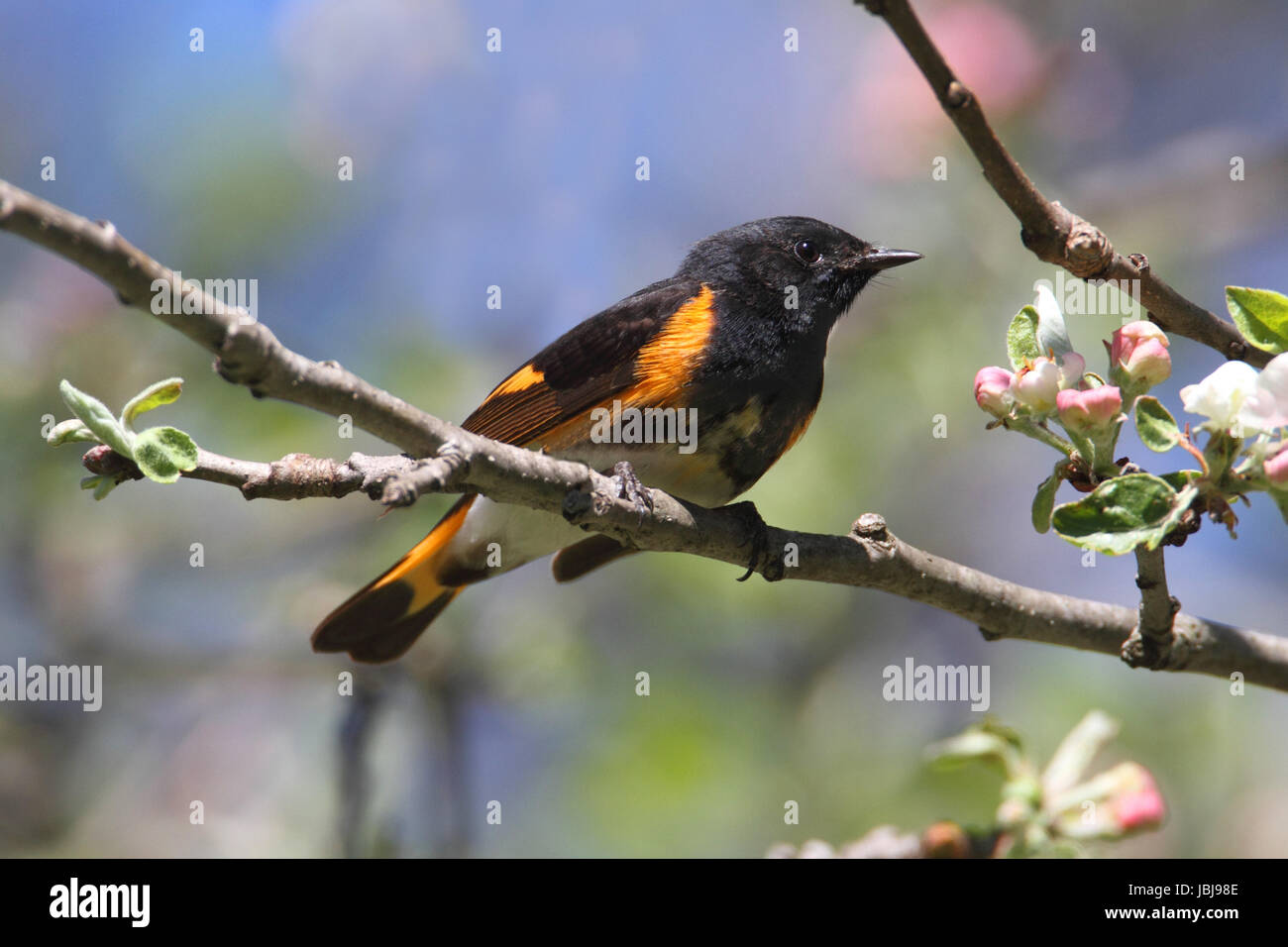 American Redstart Warbler (Setophaga ruticilla) in early spring Stock ...