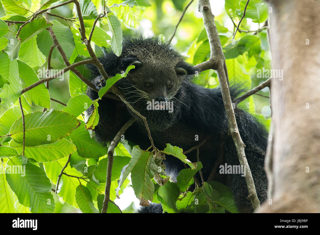 rare and amusing animal of binturong Stock Photo - Alamy
