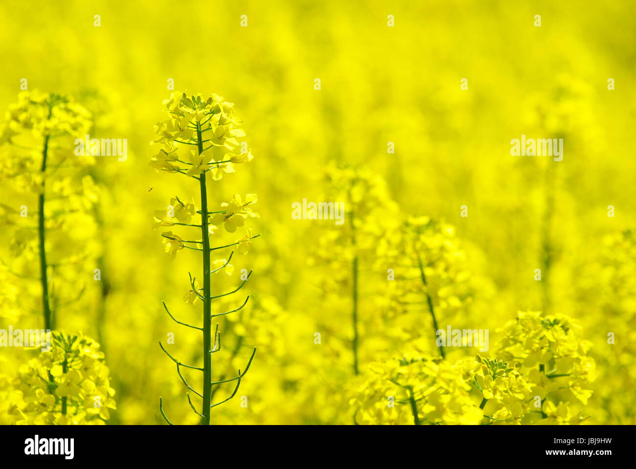 Rape flower in a field Stock Photo - Alamy