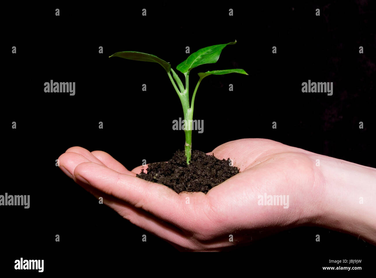 Hands holding sapling in soil Stock Photo - Alamy