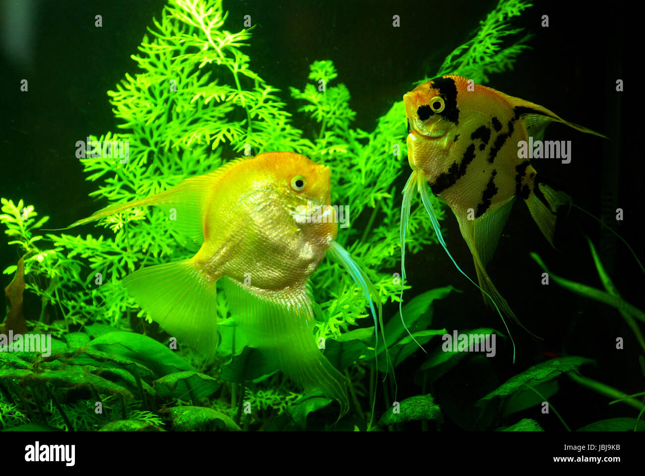 fish in a aquarium water Stock Photo - Alamy
