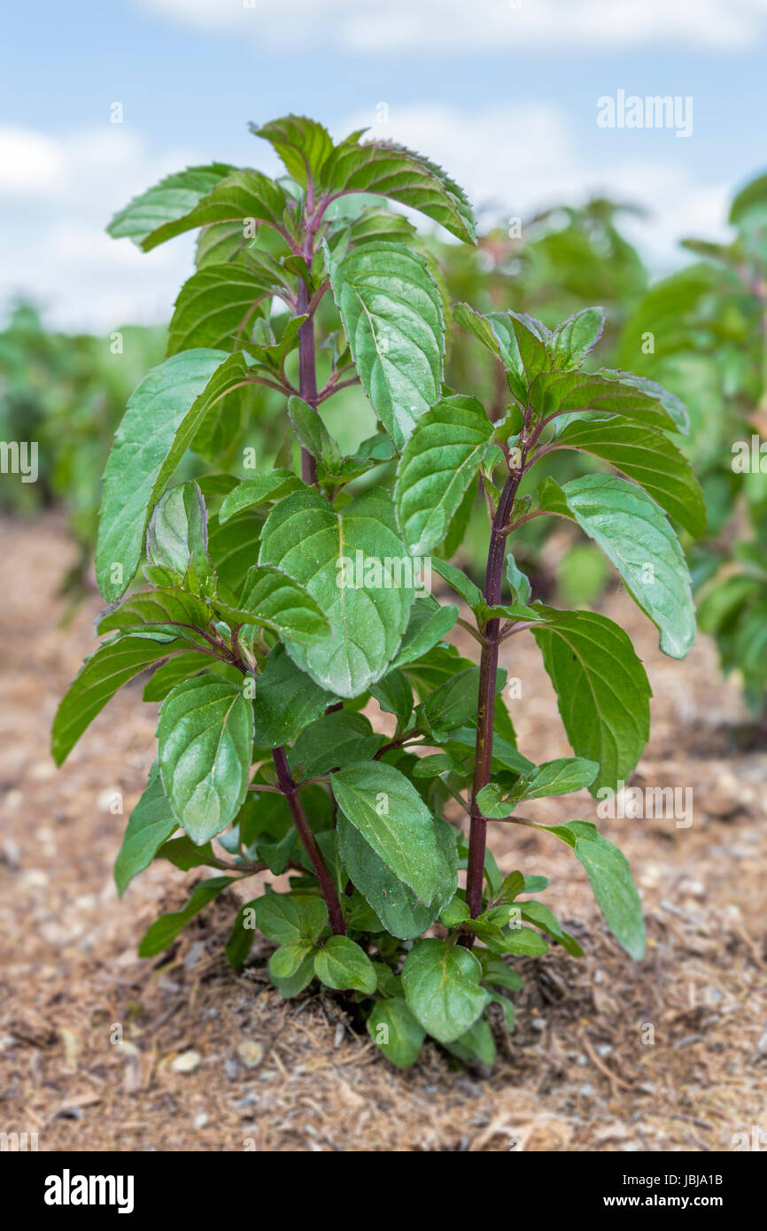 Japanische minze hi-res stock photography and images - Alamy