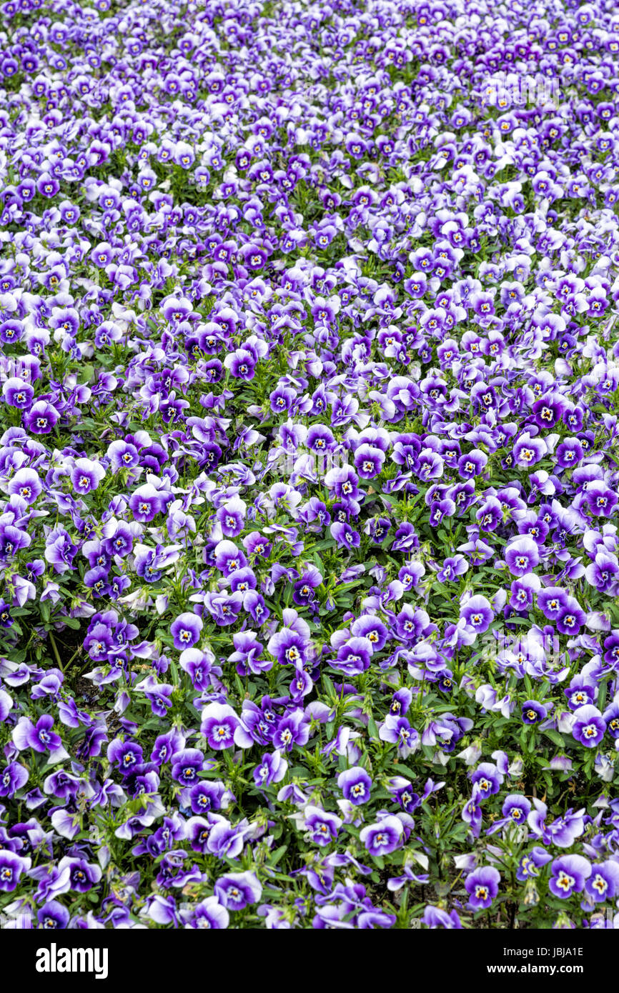 Horned violet flowers as background Stock Photo - Alamy