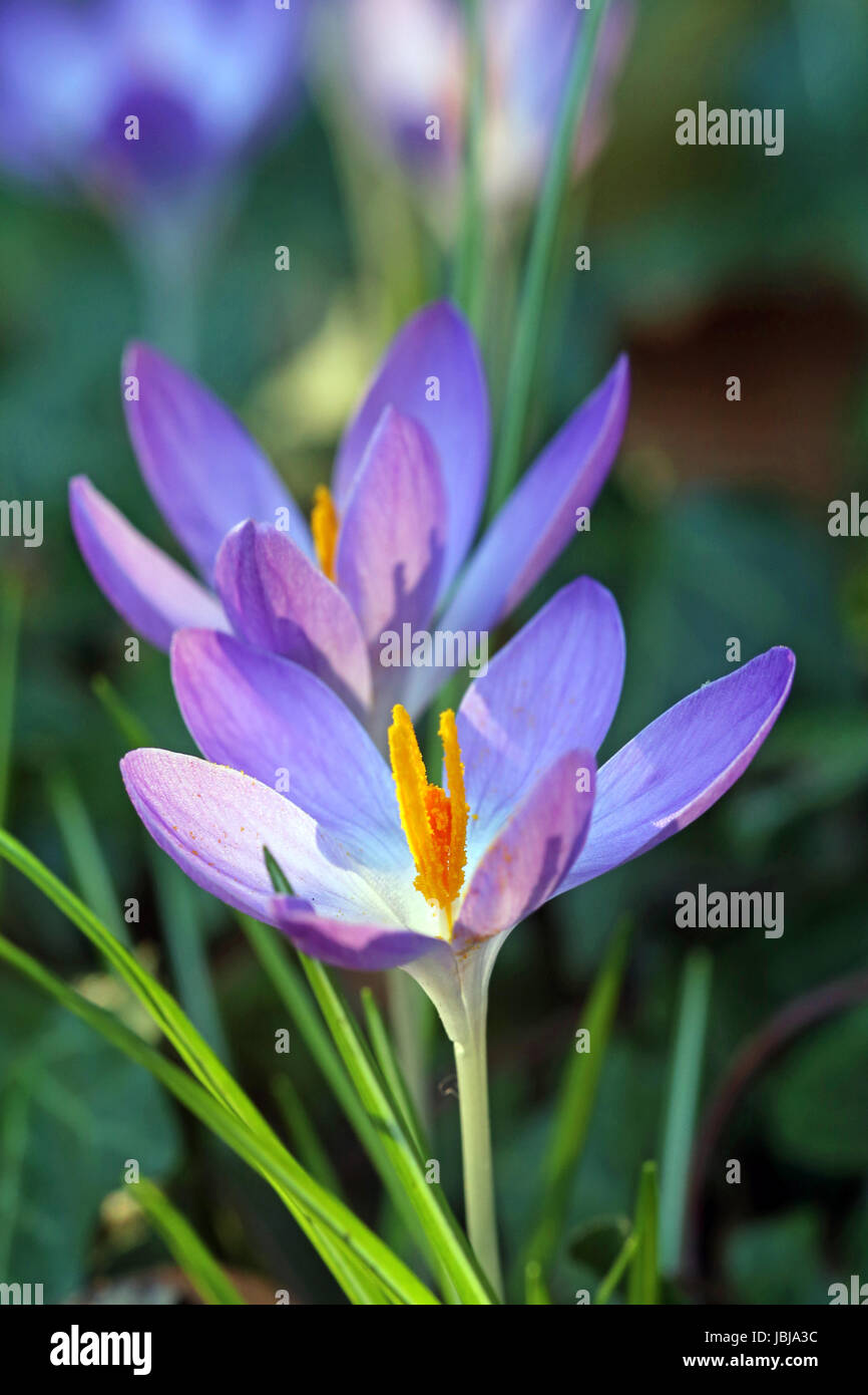 Two chalices hi-res stock photography and images - Alamy