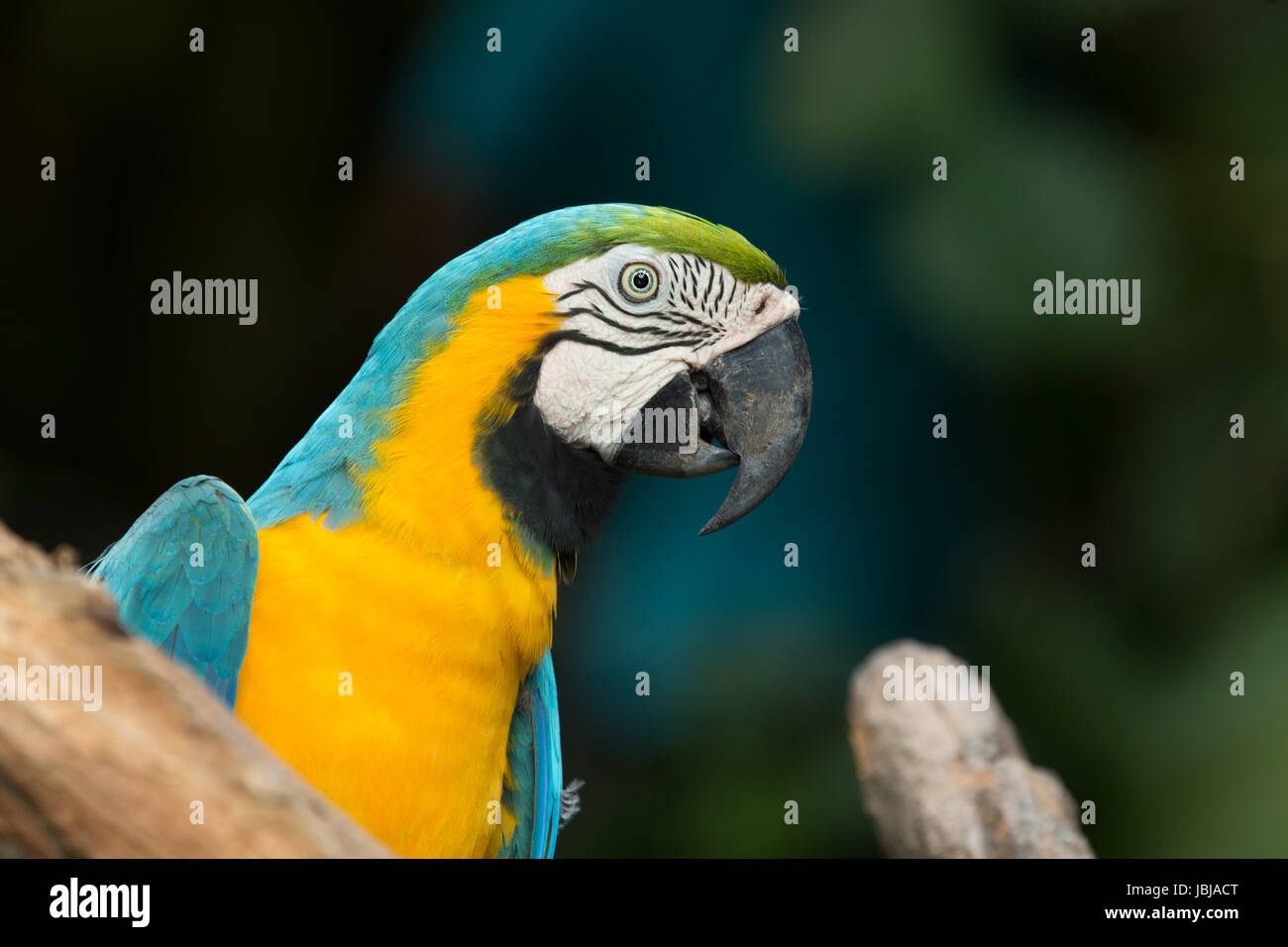 parrot bird sitting on the perch Stock Photo - Alamy