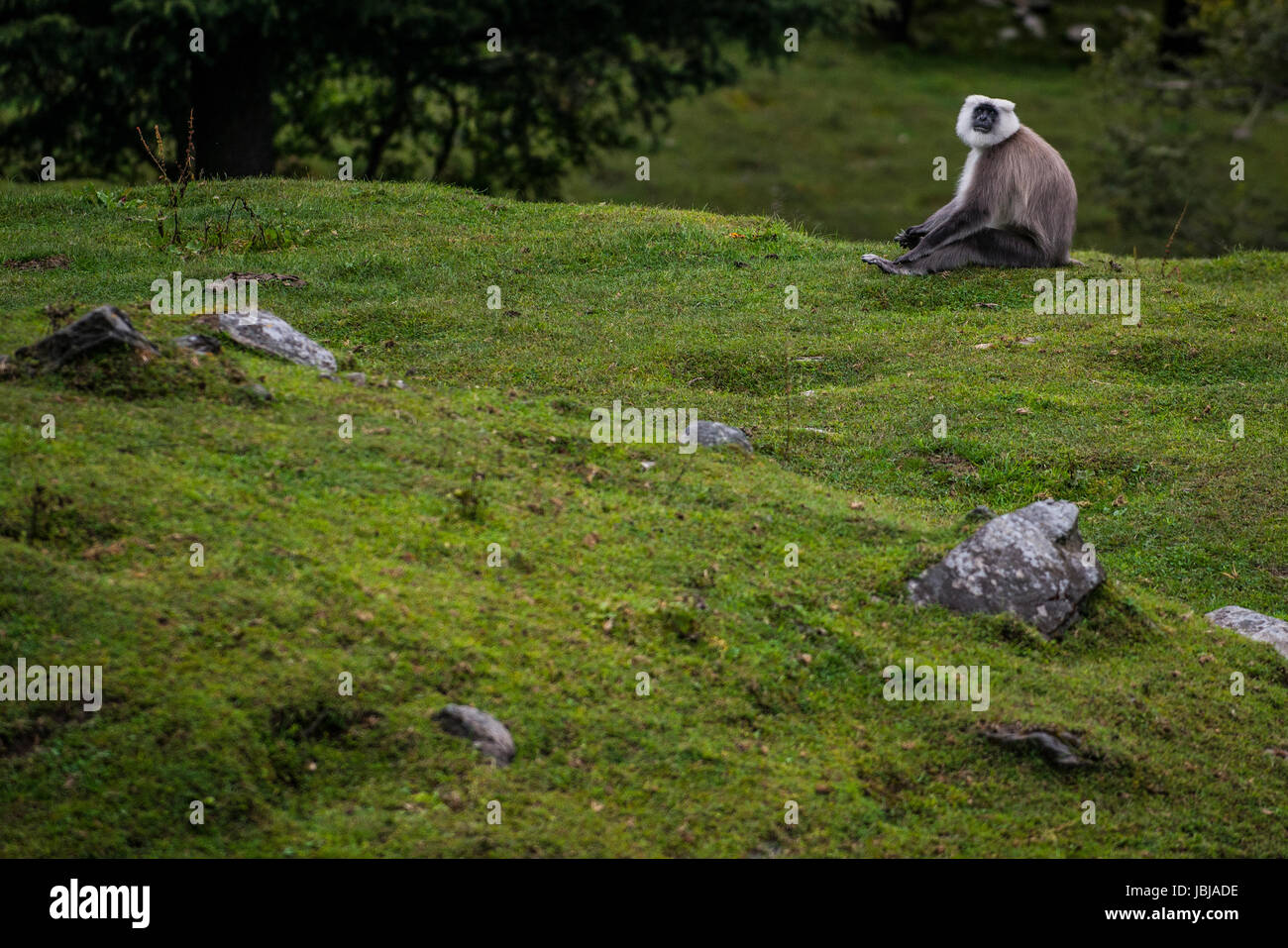 Himalayan monkey hi-res stock photography and images - Alamy