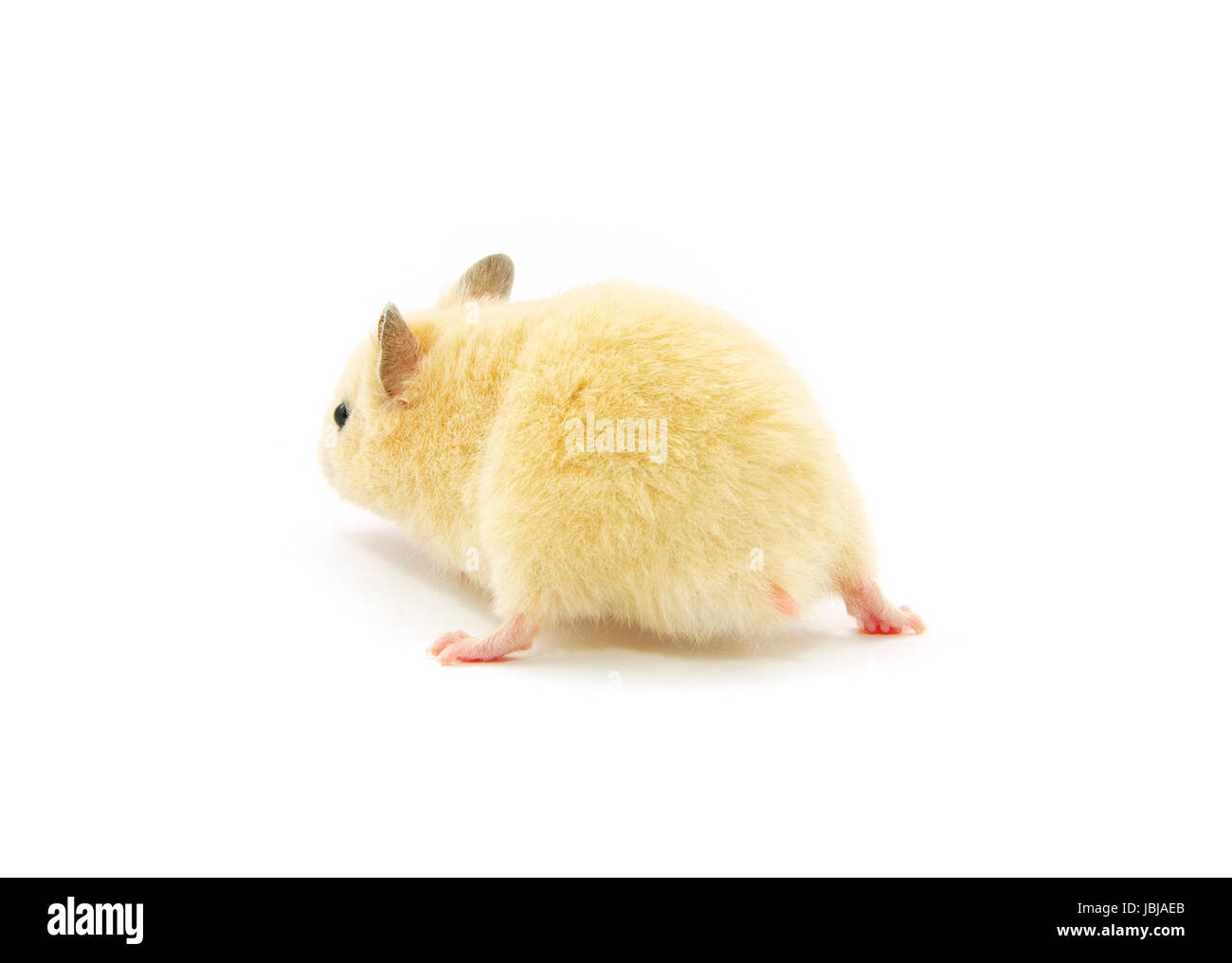 Hamster in front of a white background Stock Photo - Alamy