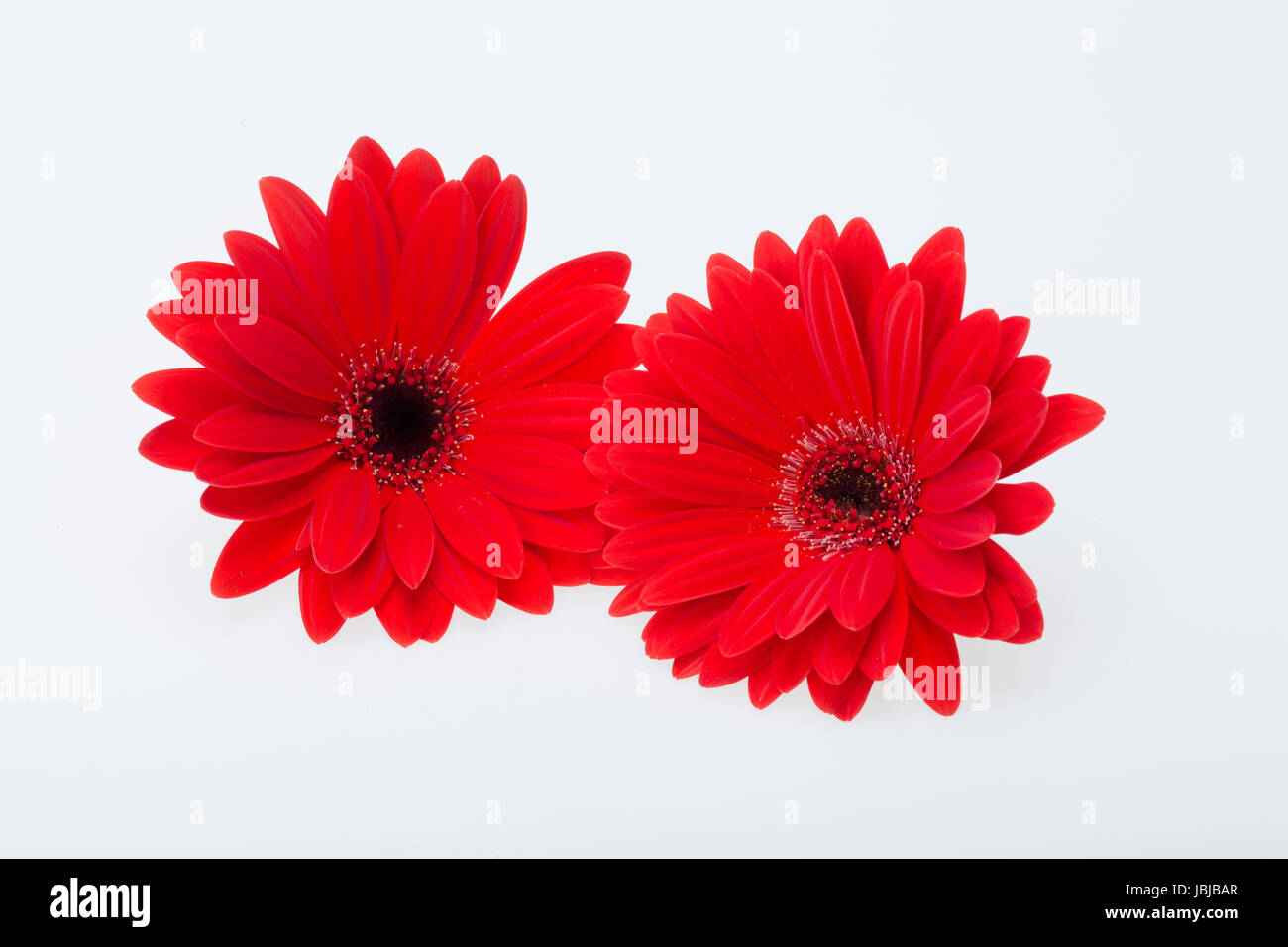 red gerbera daisy flower Stock Photo - Alamy