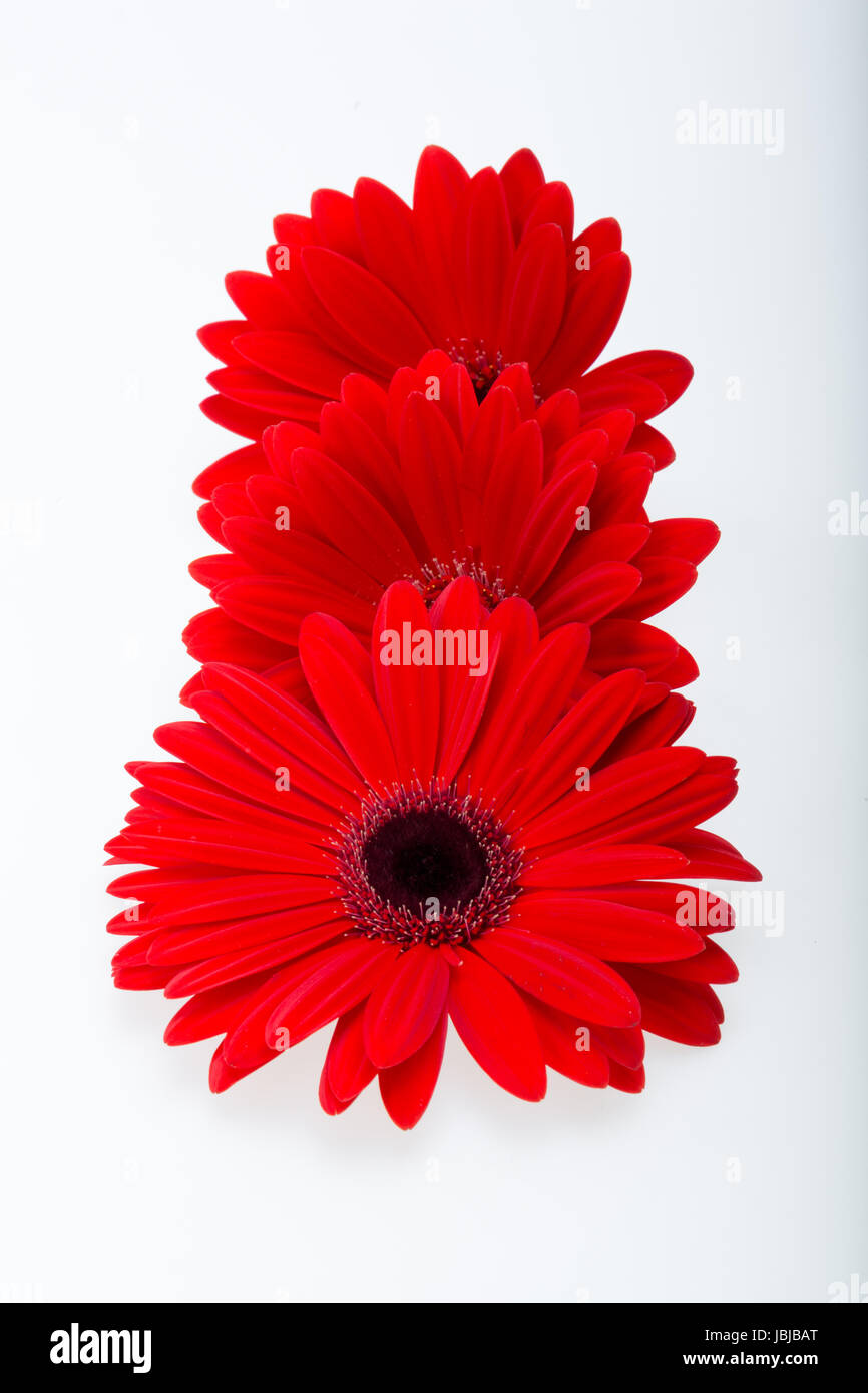 red gerbera daisy flower Stock Photo - Alamy