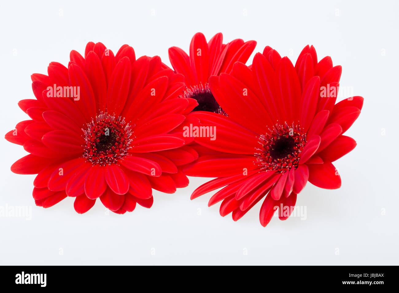 red gerbera daisy flower Stock Photo - Alamy