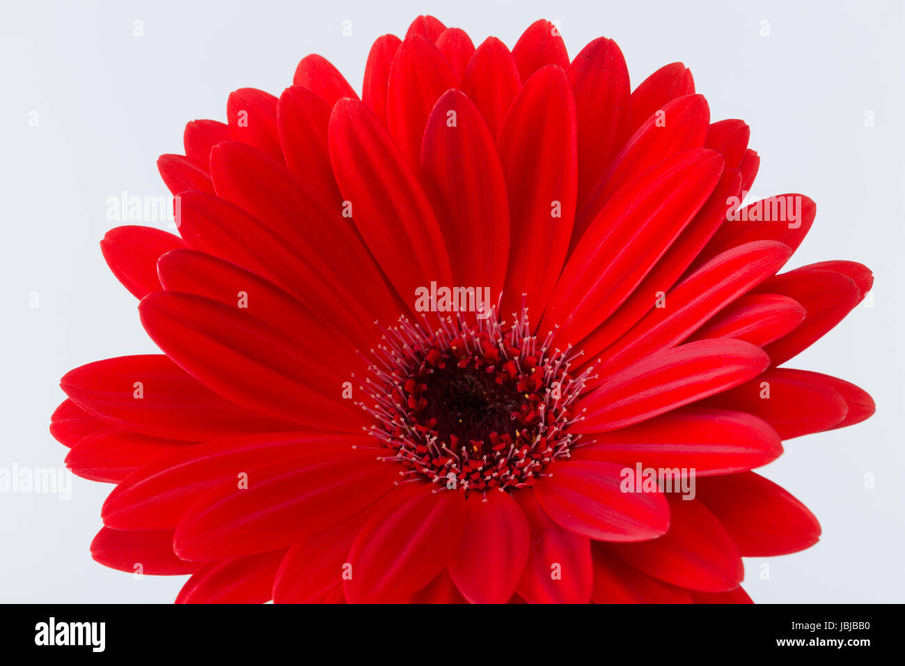 red gerbera daisy flower Stock Photo - Alamy