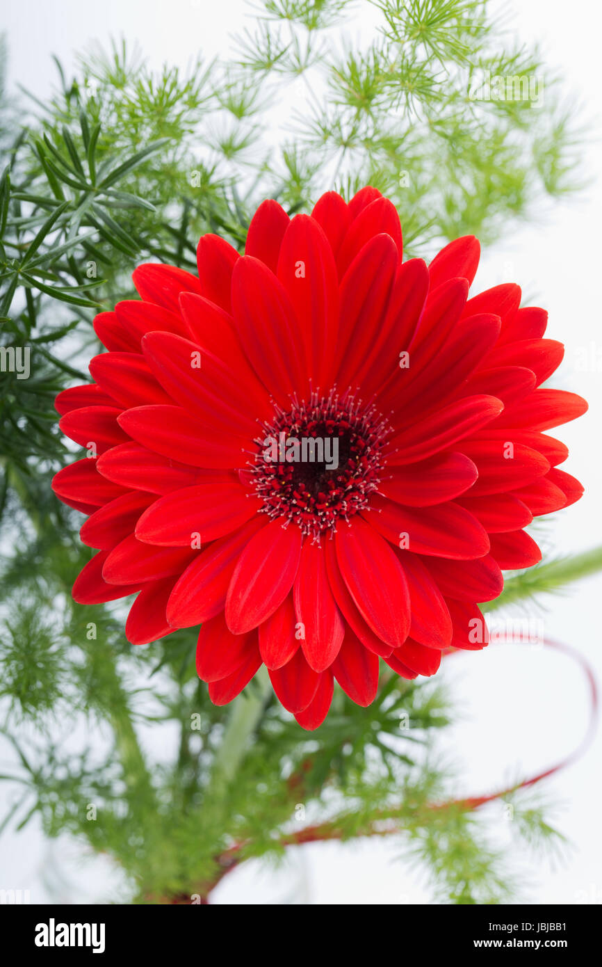 red gerbera daisy flower Stock Photo - Alamy