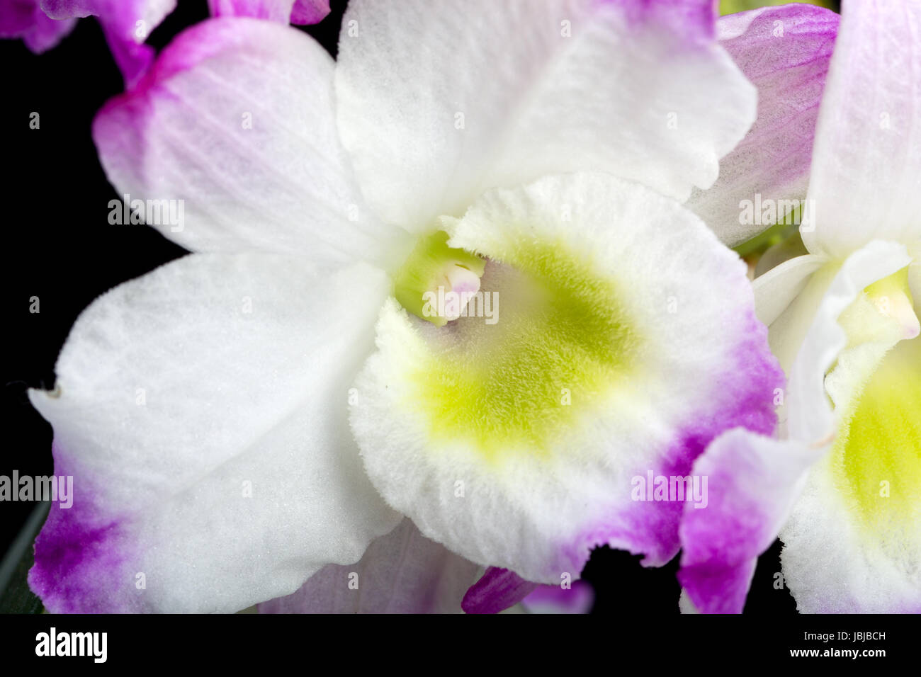 Dendrobium Orchid hybrids. Isolated on black Stock Photo - Alamy