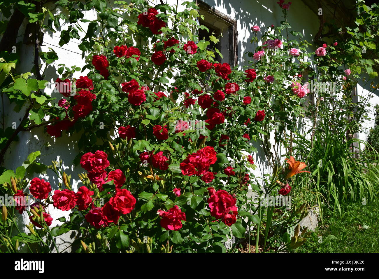 Old Garden Roses Stock Photos & Old Garden Roses Stock Images - Alamy