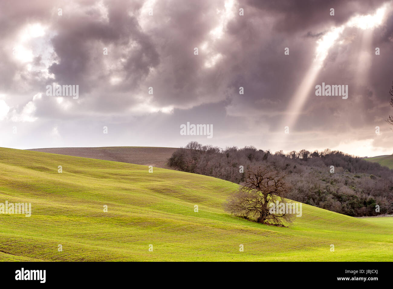 tree alone in the country field with spotlight Stock Photo - Alamy