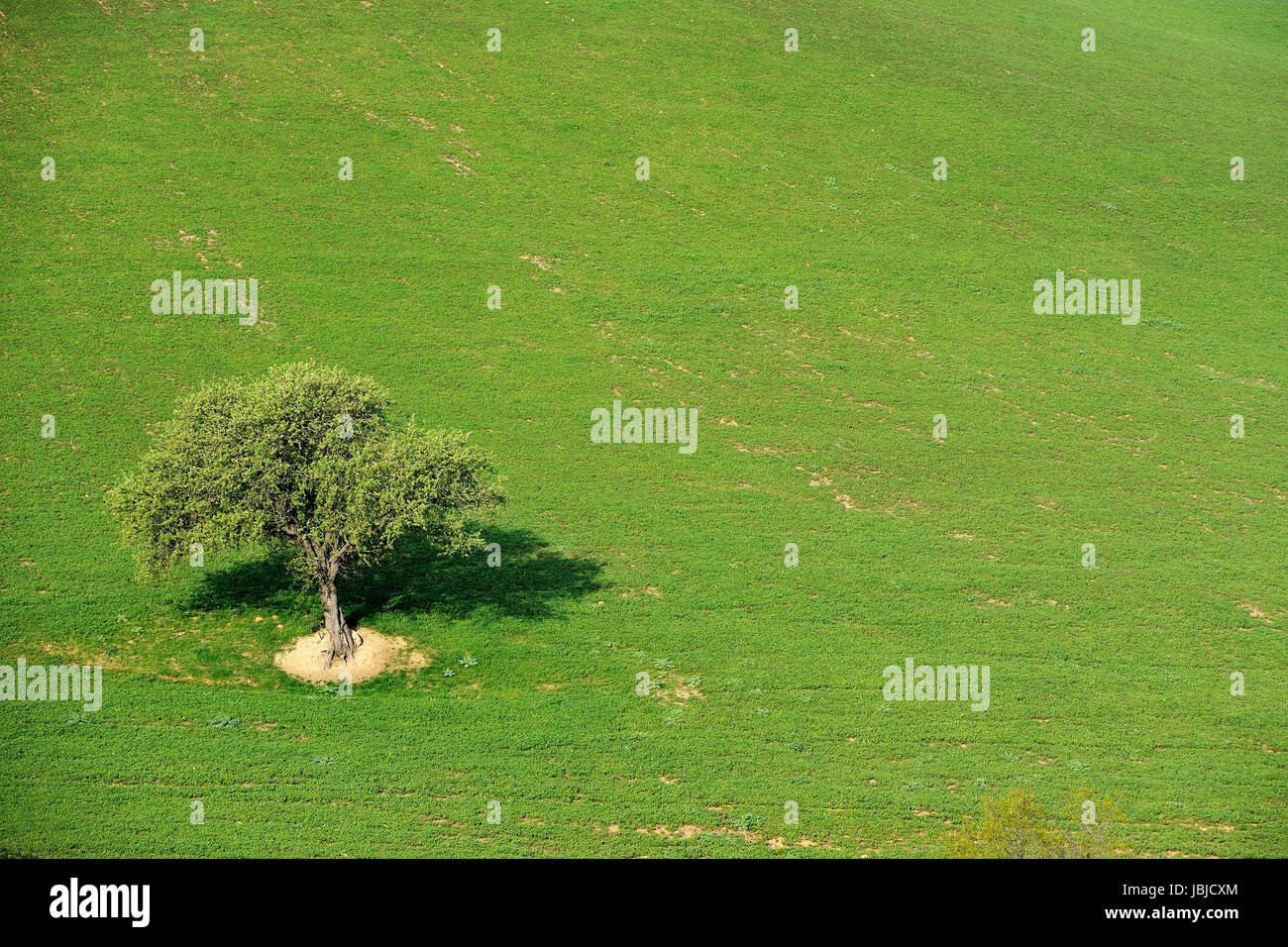 tree alone in the country field Stock Photo - Alamy
