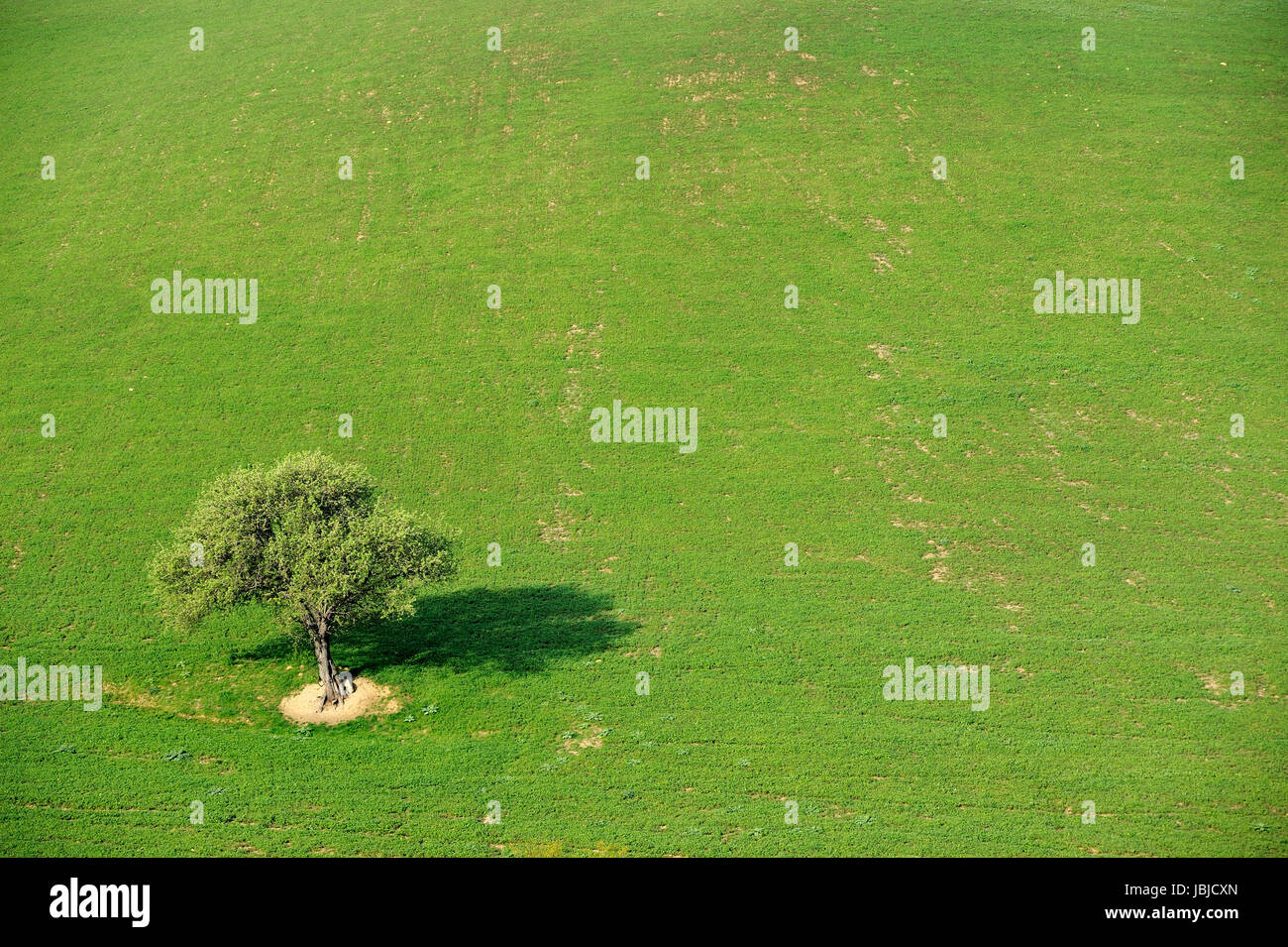tree alone in the country field Stock Photo - Alamy