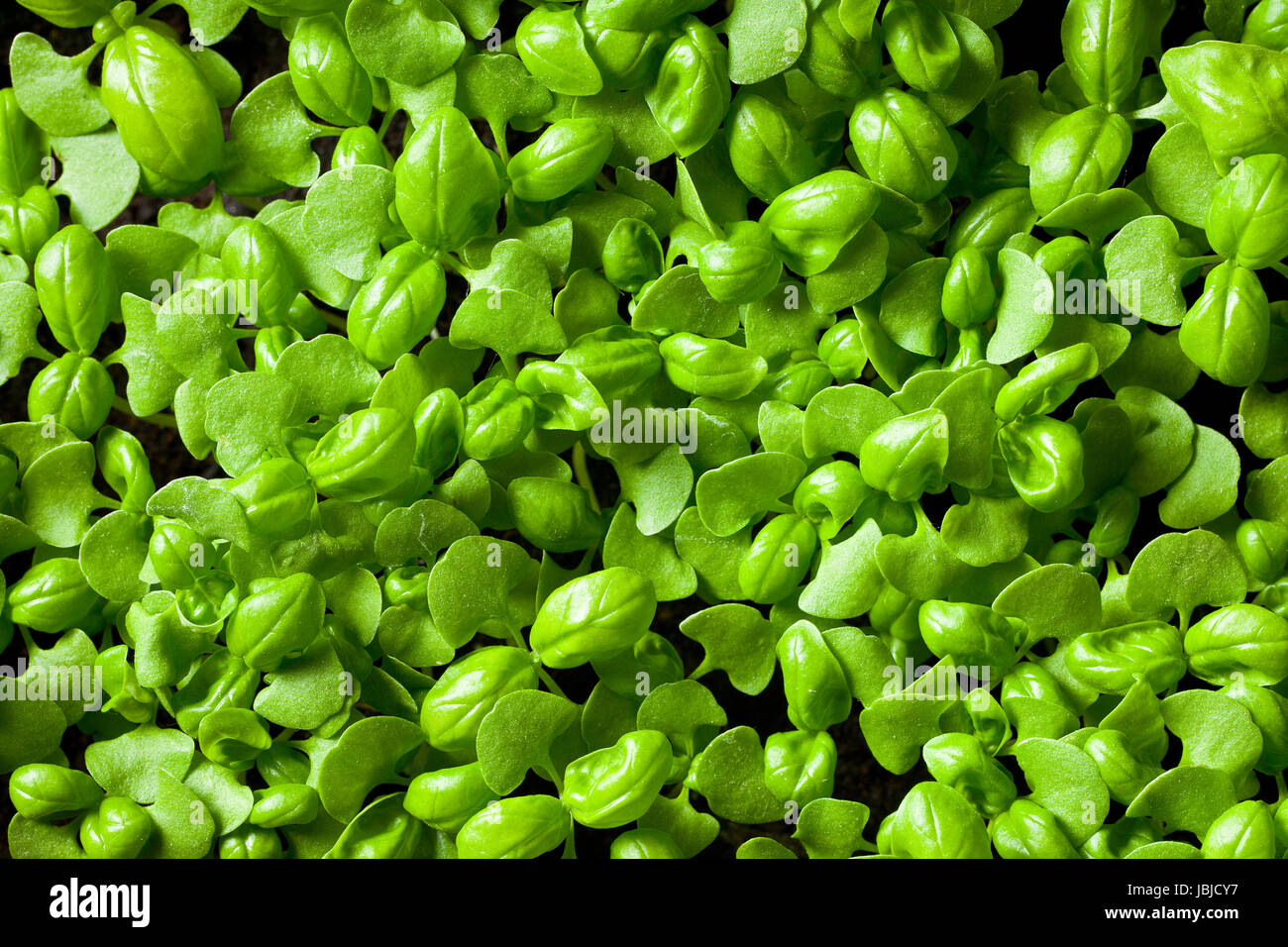 the small plants of basil Stock Photo - Alamy