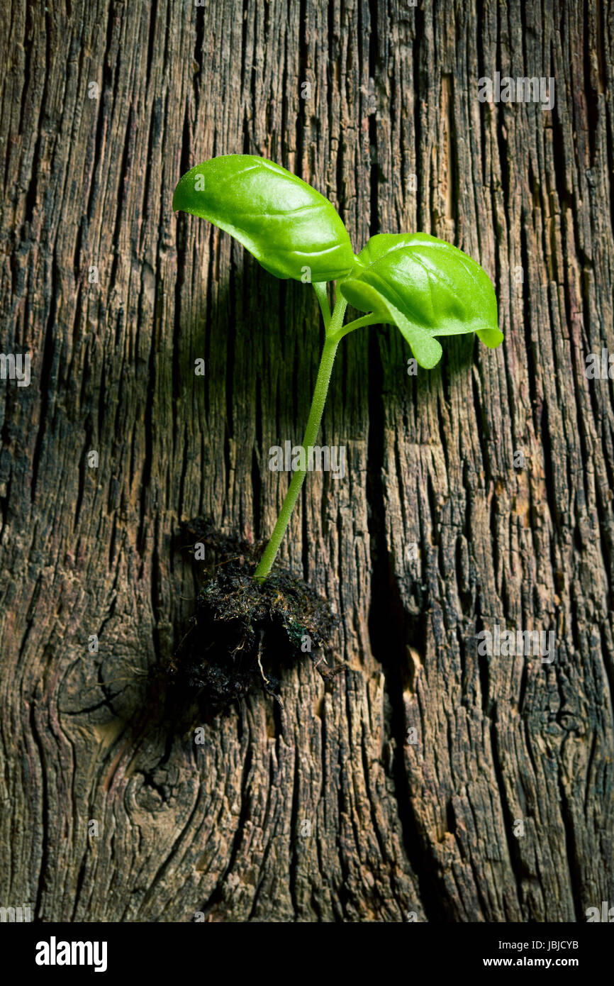 the small plant of basil Stock Photo - Alamy
