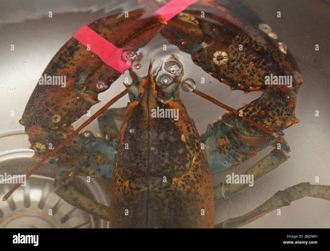 Alive lobster in kitchen sink before it is put into boiling water pot ...