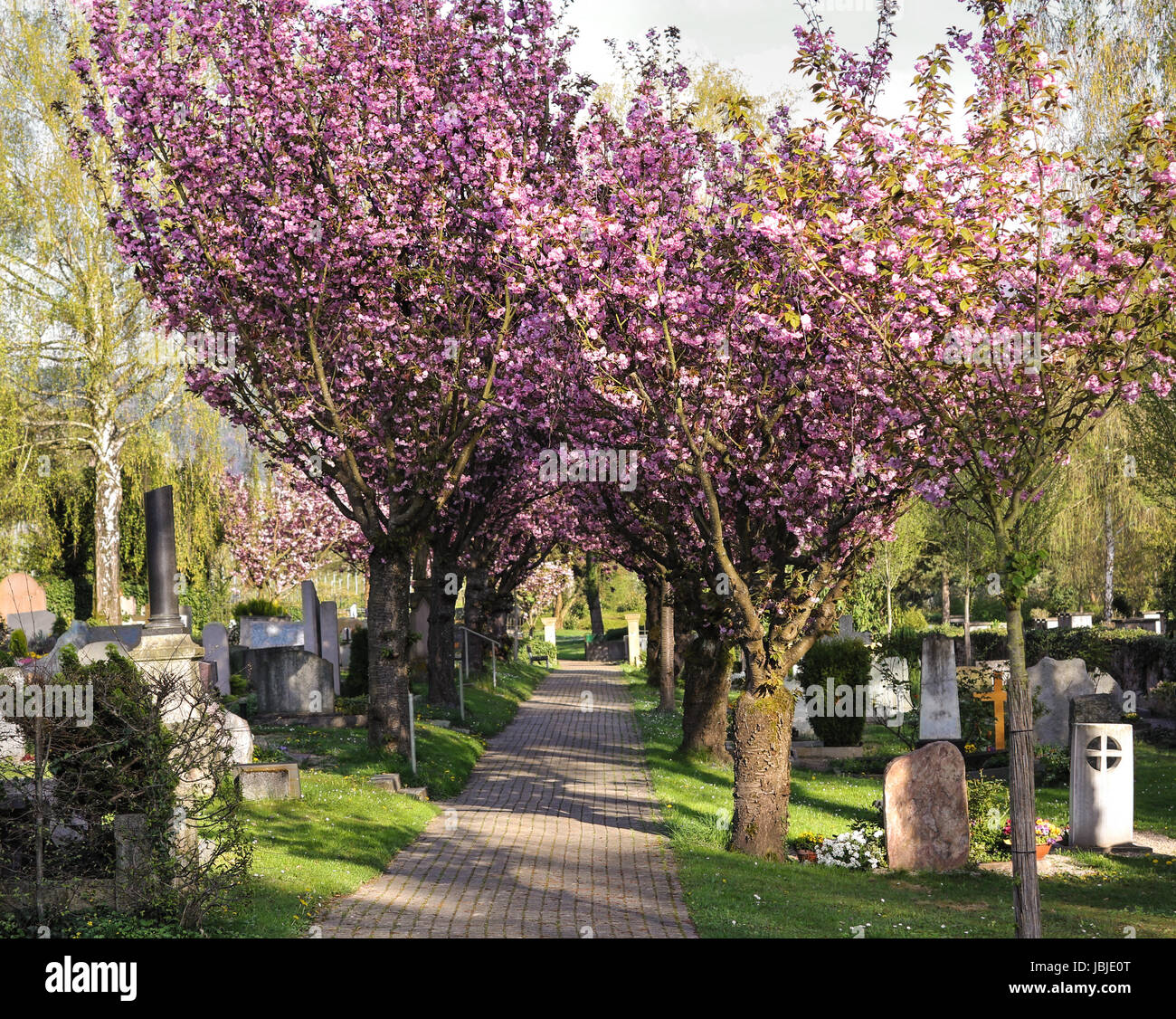 Cherry blossom tree with grave stones hi-res stock photography and ...