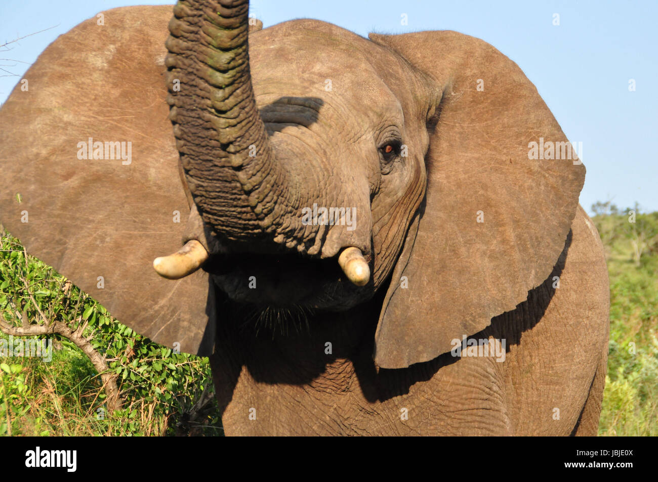 the little elephant Stock Photo - Alamy