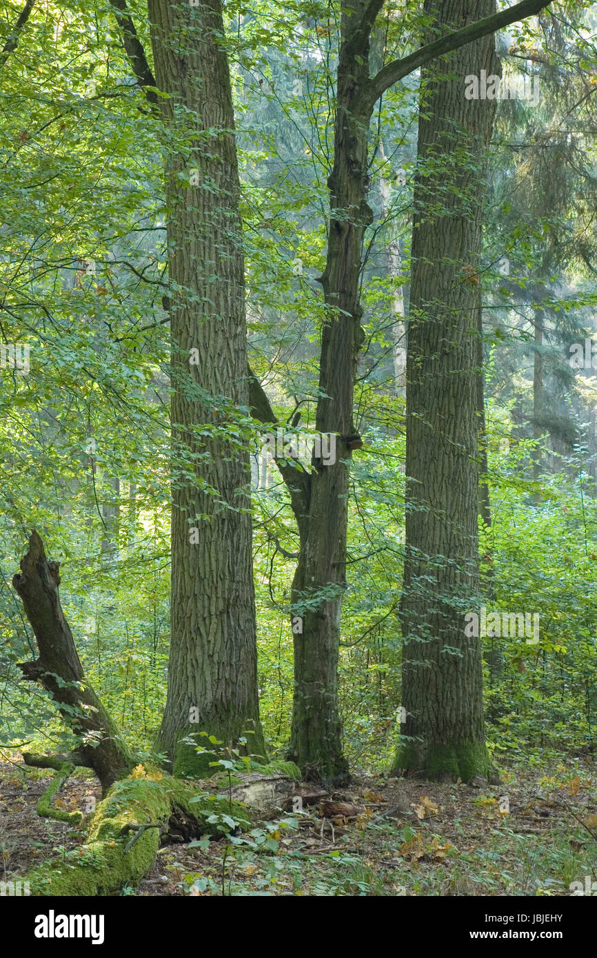 Natural deciduous forest with old hornbeam and oak trees side by side ...