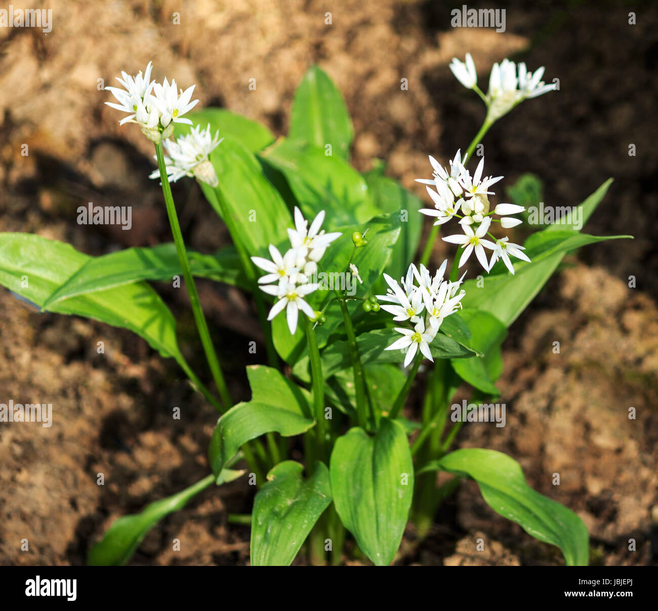 Wilder knoblauch hi-res stock photography and images - Alamy