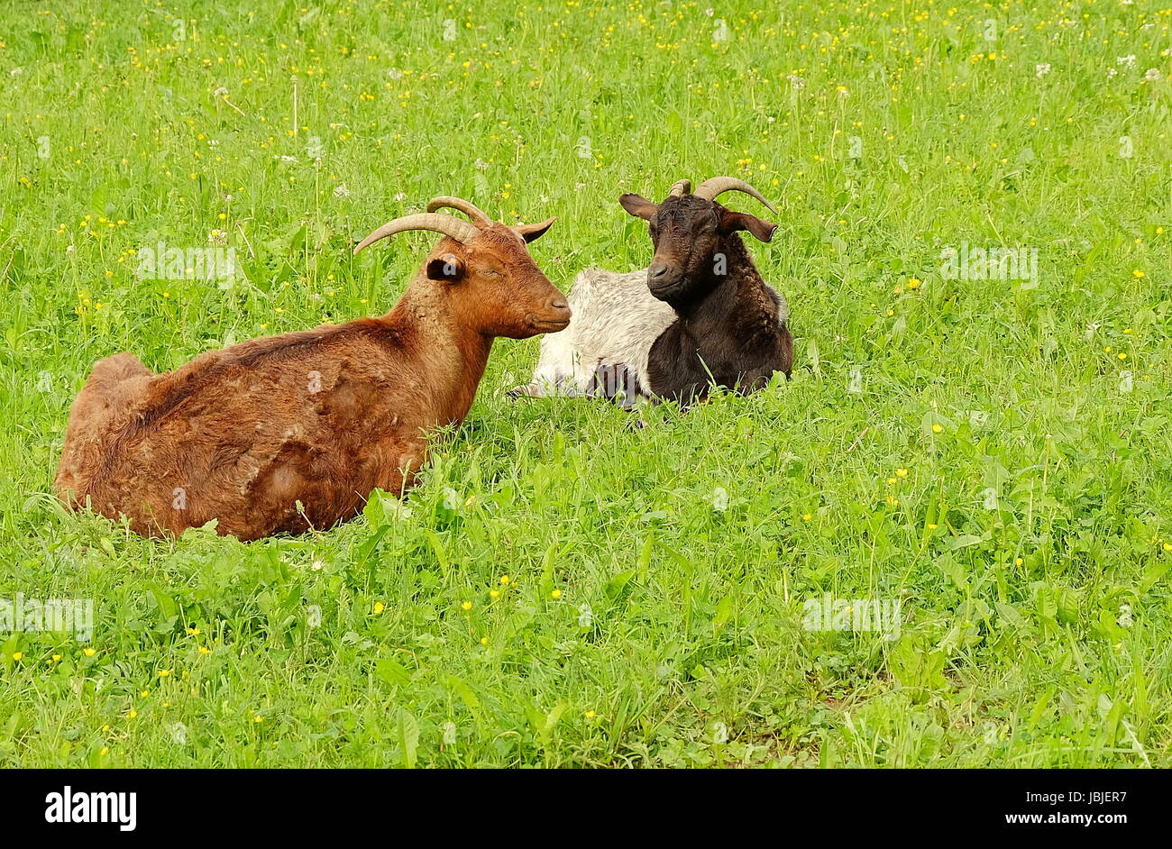 Weidevieh hi-res stock photography and images - Alamy