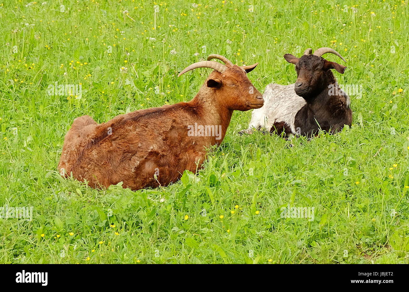 Weidevieh hi-res stock photography and images - Alamy