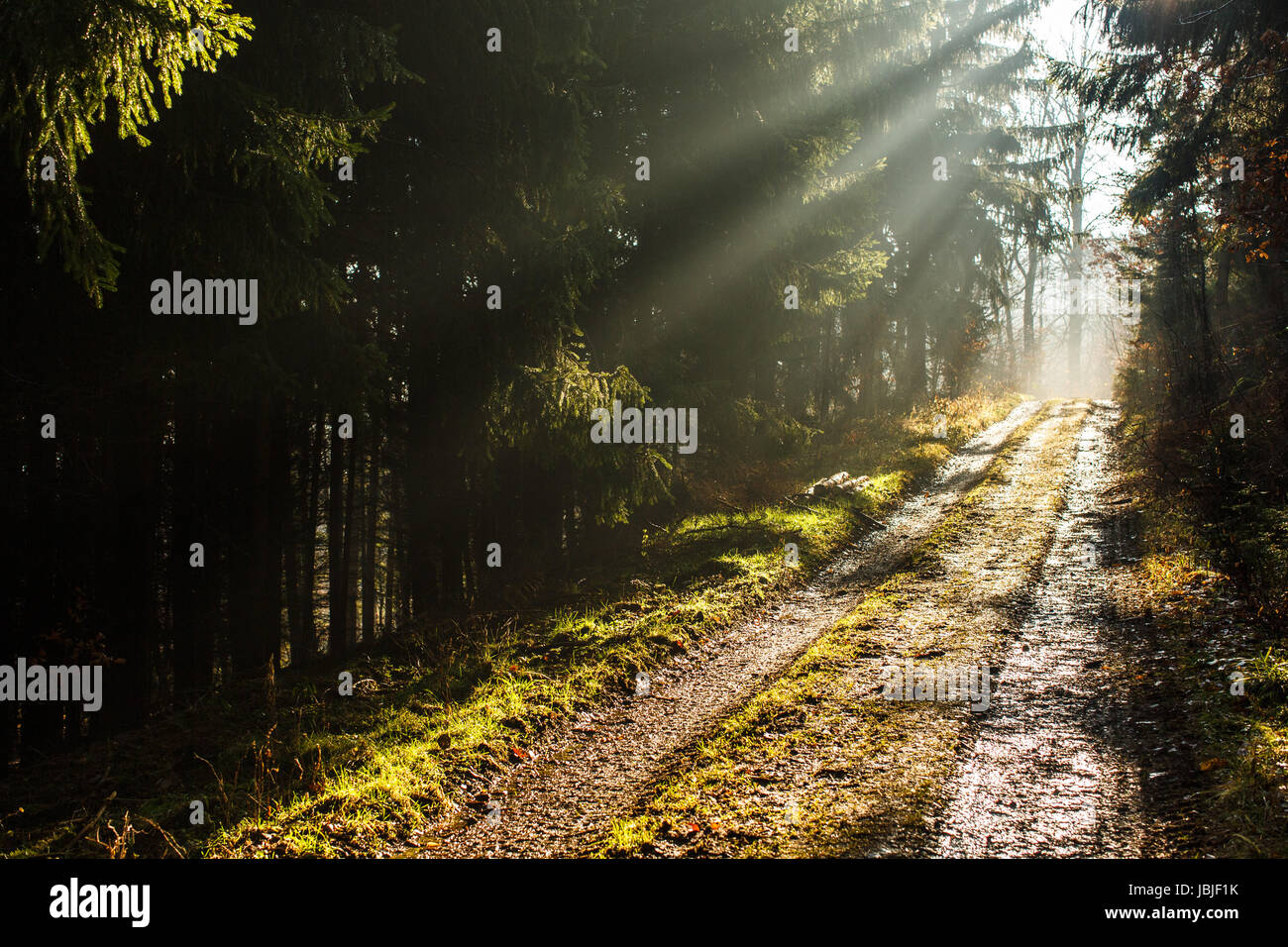 Forest path with lovely rays of sunlight Stock Photo - Alamy