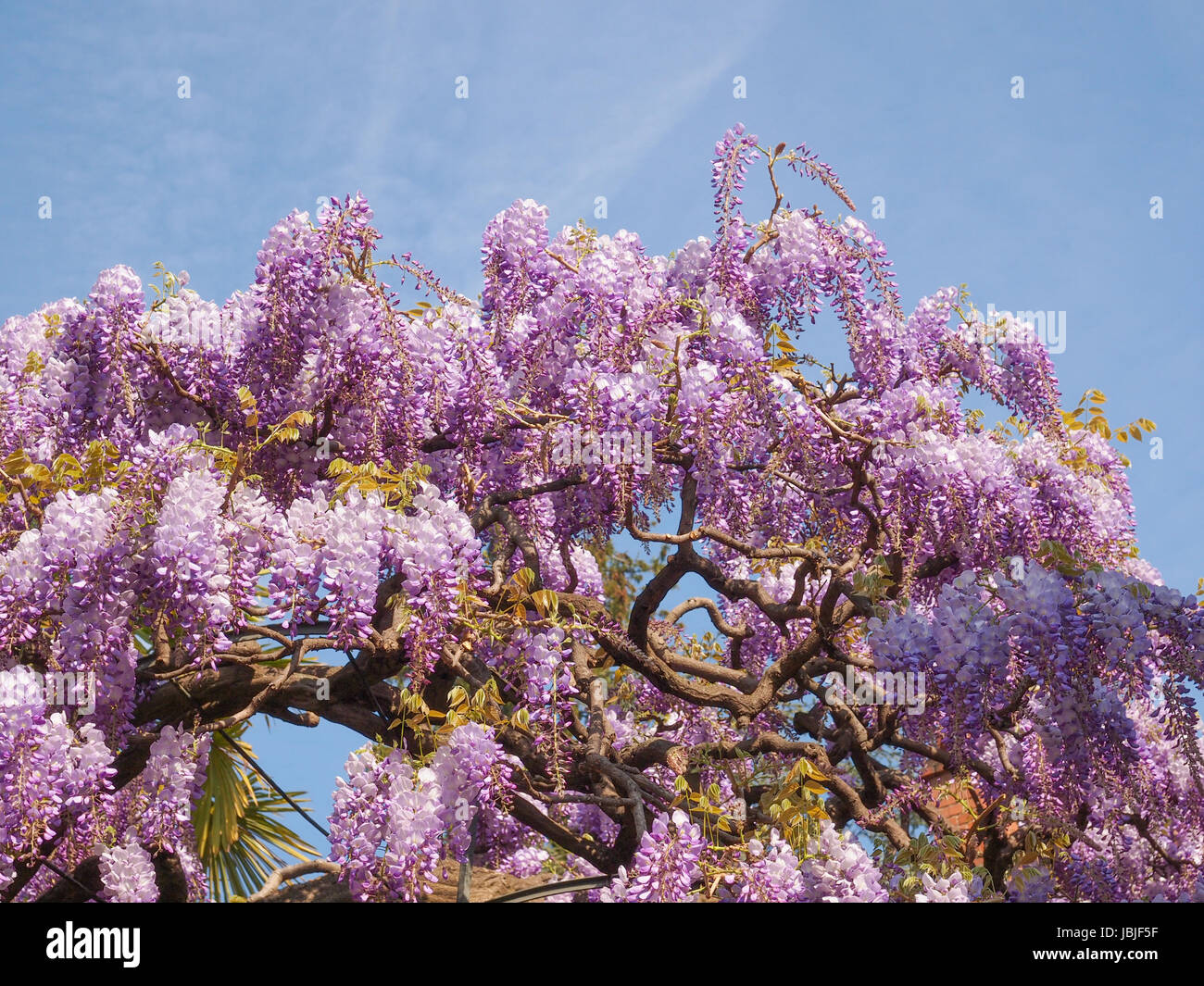 Violet Wisteria aka Wistaria or Wysteria flowers Stock Photo - Alamy