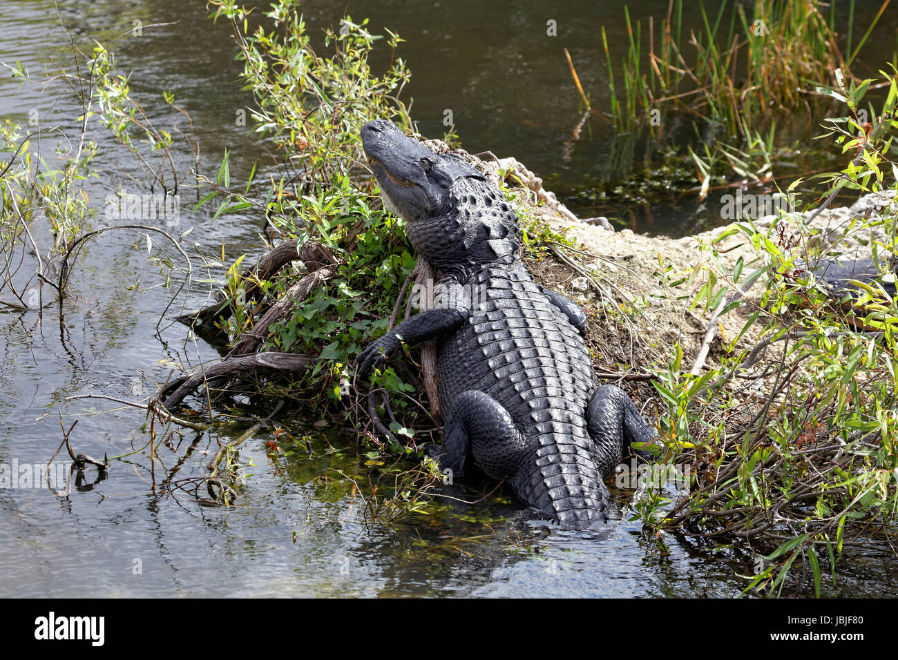 Alligator in den Everglades Stock Photo - Alamy