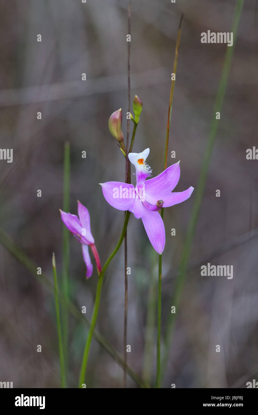 Grass pink orchid calopogon florida hi-res stock photography and images ...