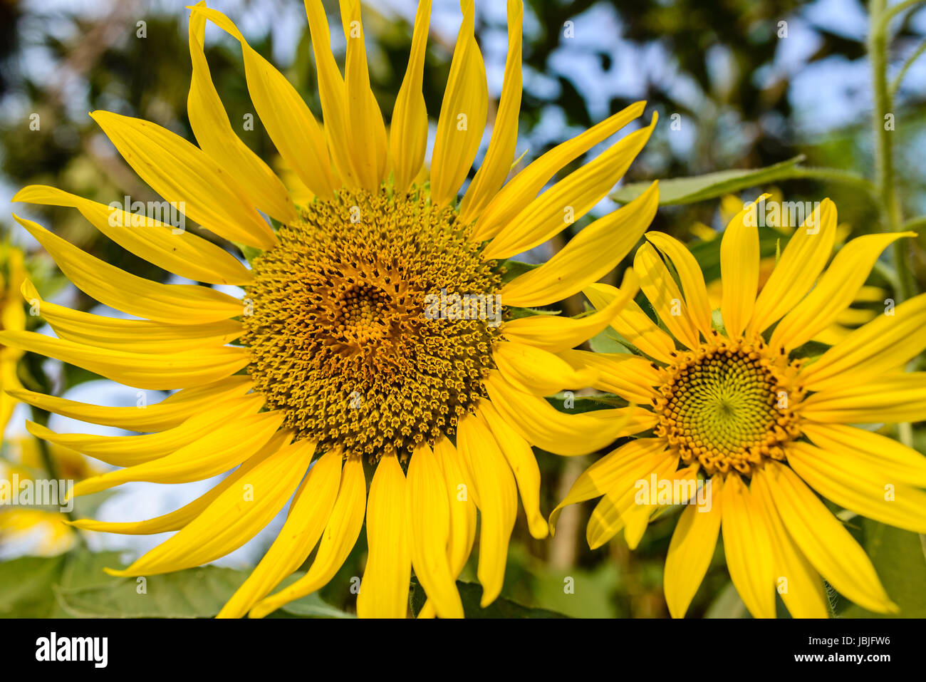 A colorful Sunflower shot at the field Stock Photo - Alamy