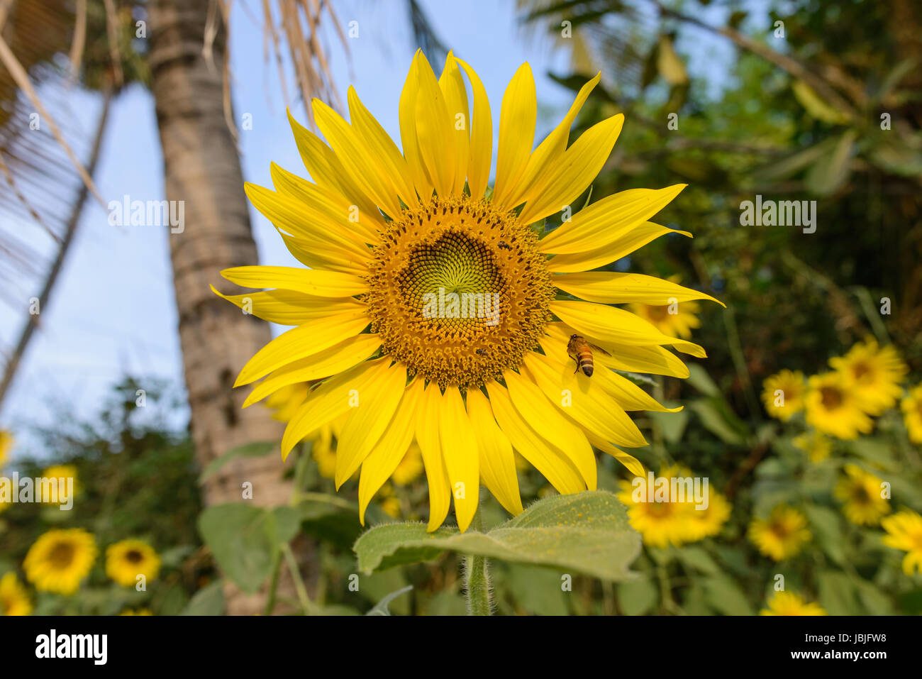 A colorful Sunflower shot at the field Stock Photo - Alamy