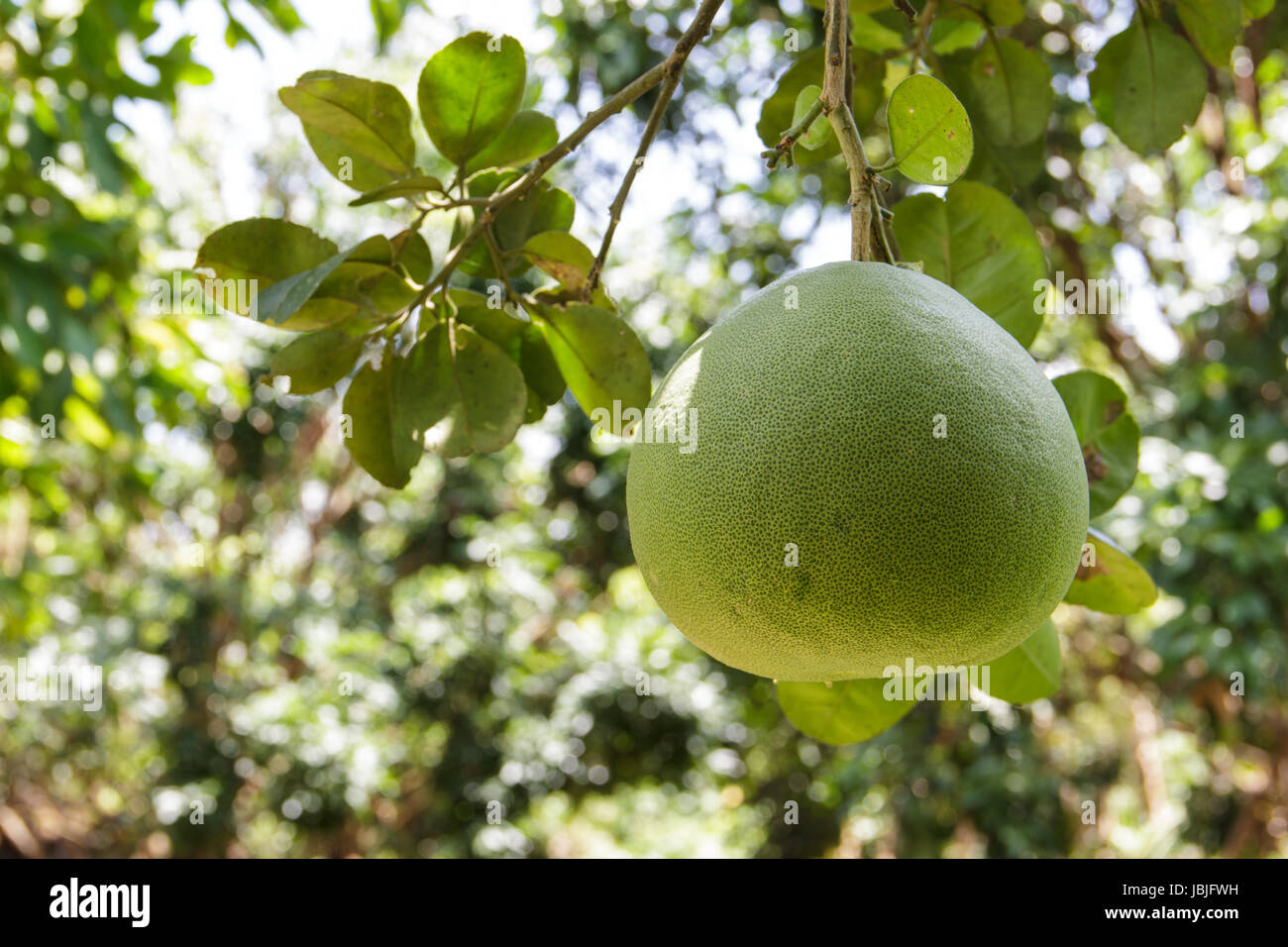 Pomeloes hi-res stock photography and images - Alamy
