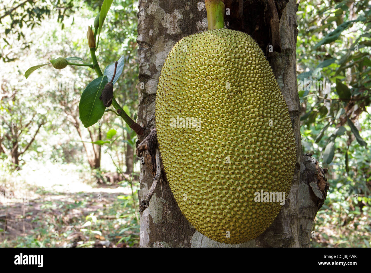 Young jackfruit in tree fruit in thailand Stock Photo - Alamy