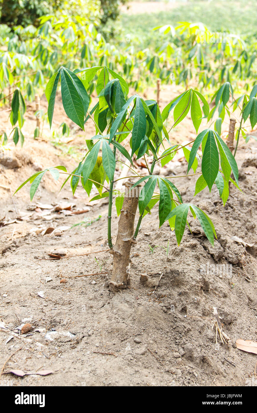 cassava or manioc plant field in Thailand Stock Photo - Alamy