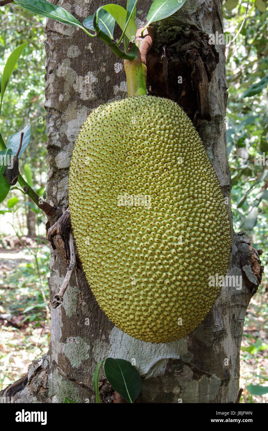 Young jackfruit in tree fruit in thailand Stock Photo - Alamy