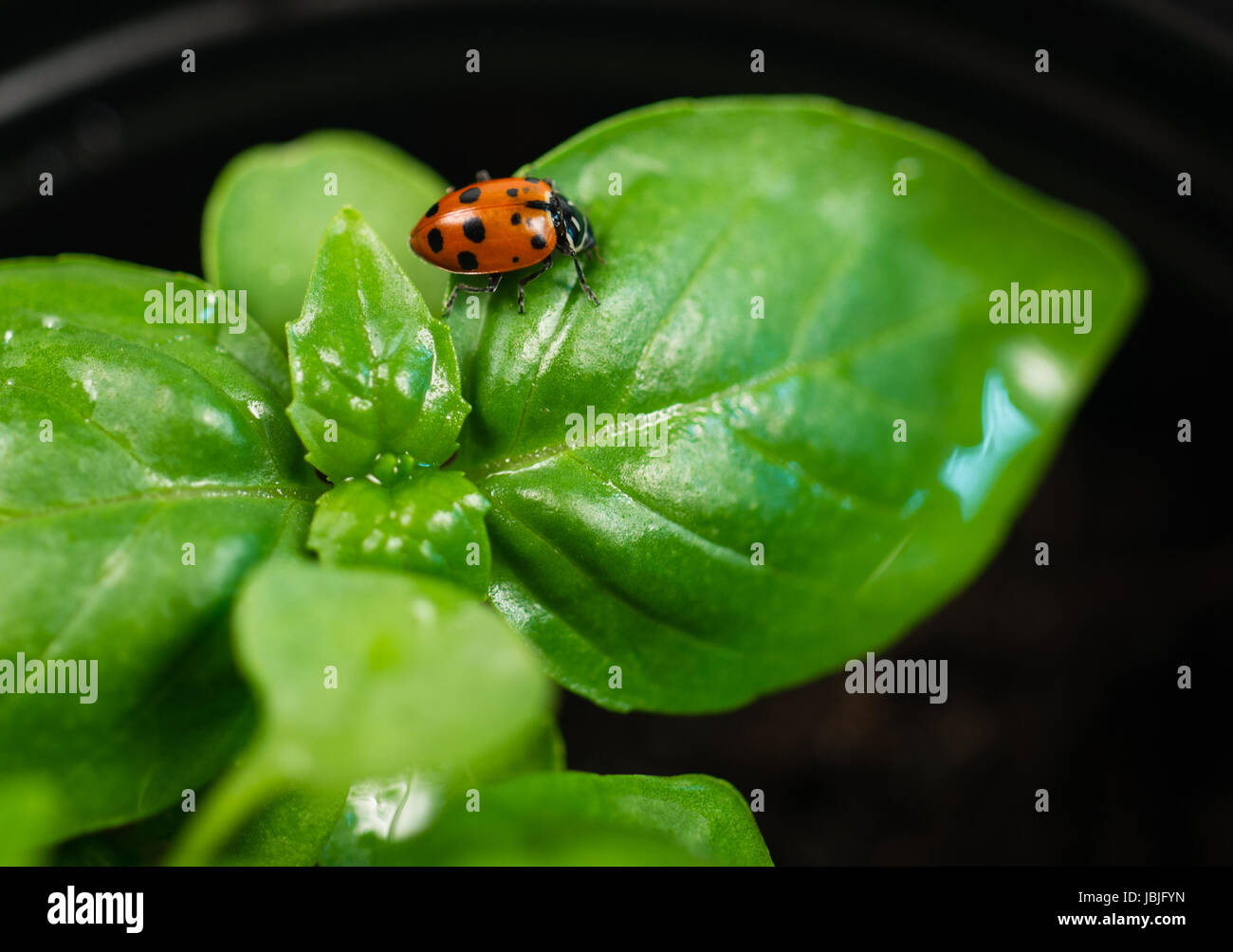 A Ladybug Scores the plant surface for food Stock Photo - Alamy