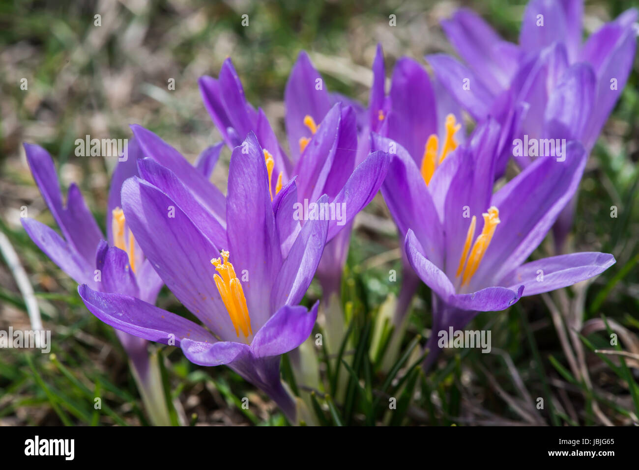 Close up blue crocus on sun light. Violet colours Stock Photo - Alamy