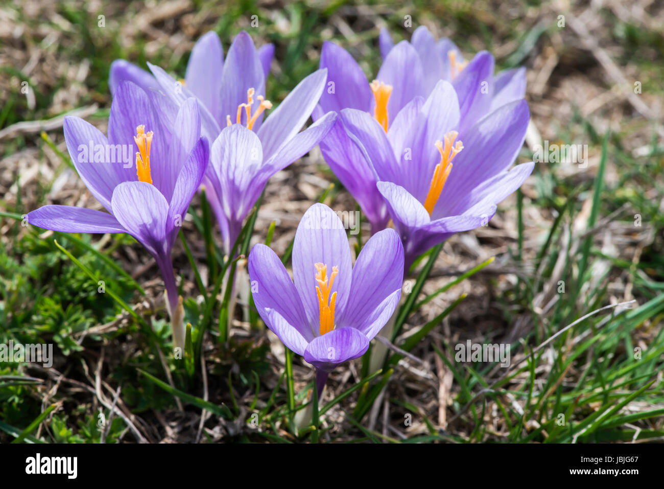 Close up blue crocus on sun light. Violet colours Stock Photo - Alamy