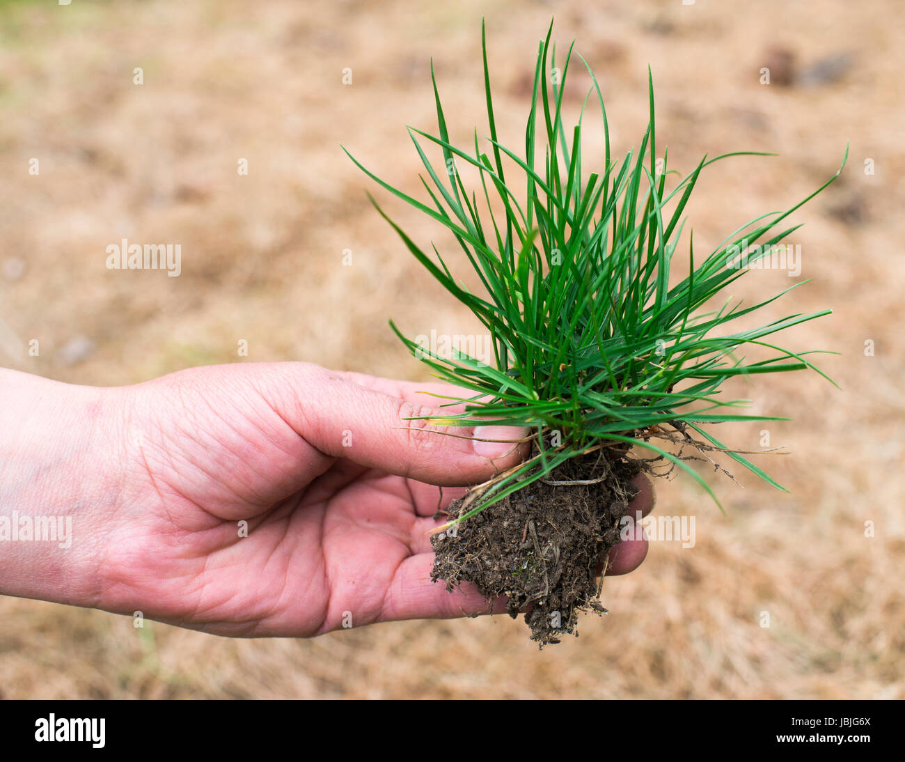 Hand holding turf grass and earth Stock Photo - Alamy