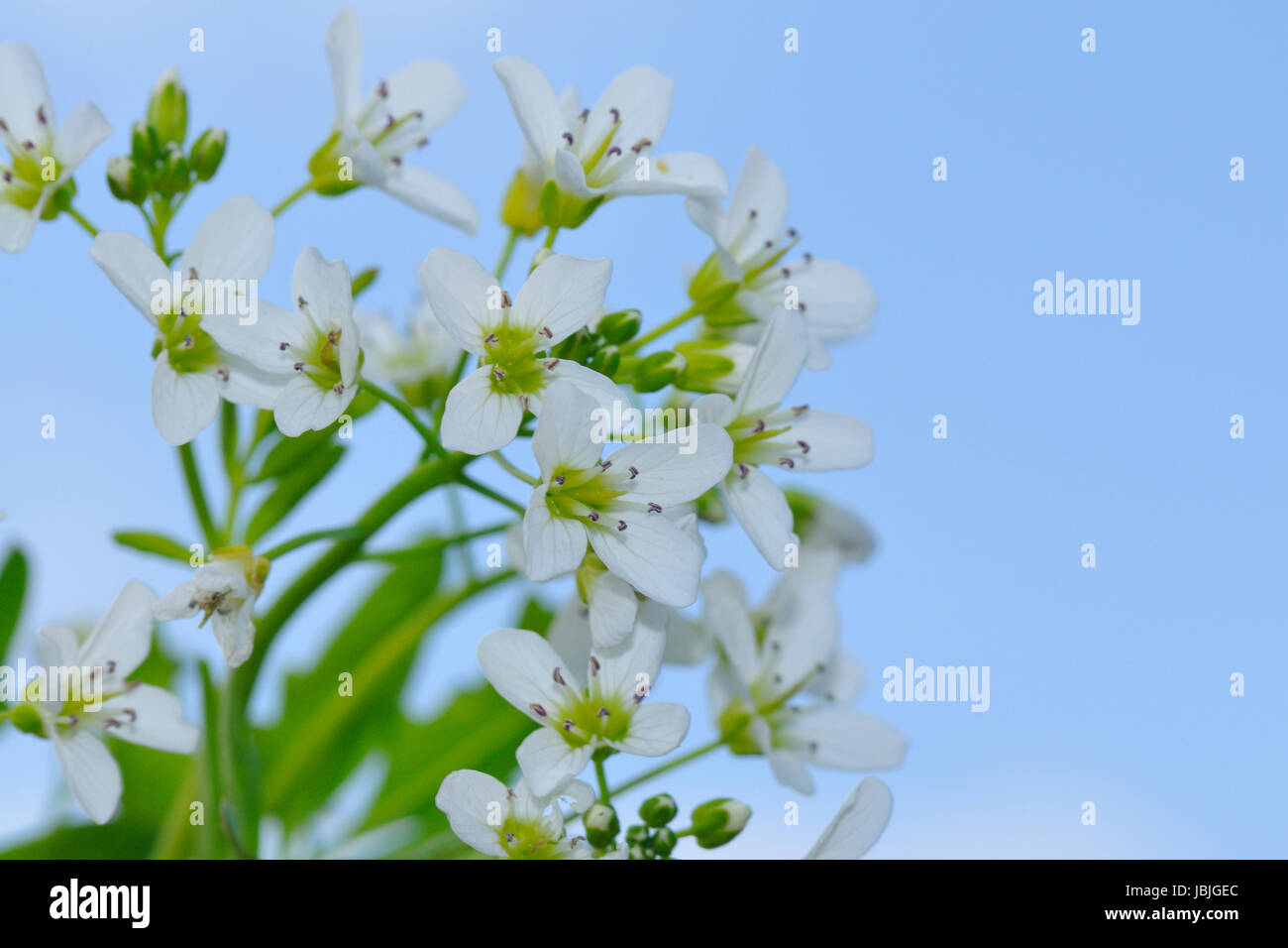 White watercress flower hi-res stock photography and images - Alamy
