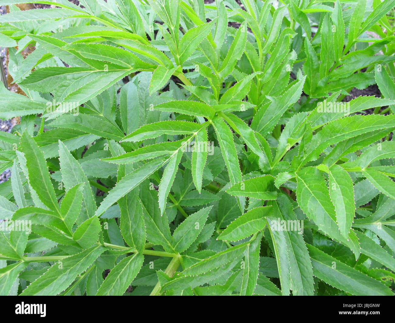 Archangel angelica archangelica hi-res stock photography and images - Alamy