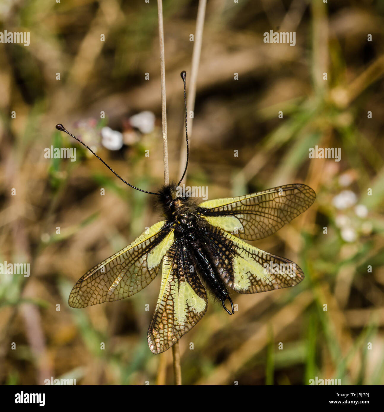 Libelloides coccajus Fundort:Alpilles Stock Photo - Alamy