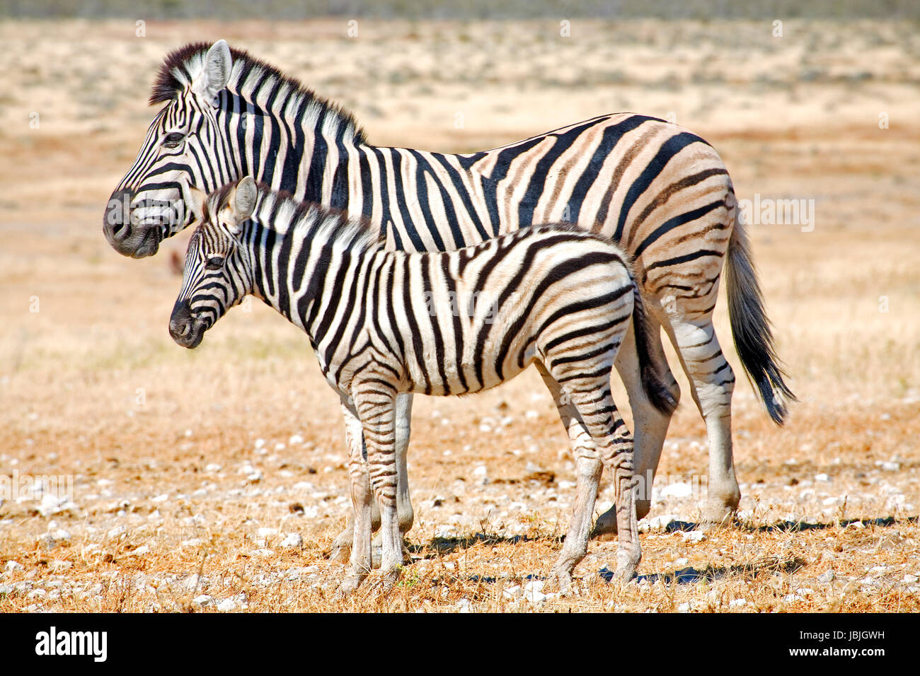 hoofed animal südliches afrika Stock Photo - Alamy