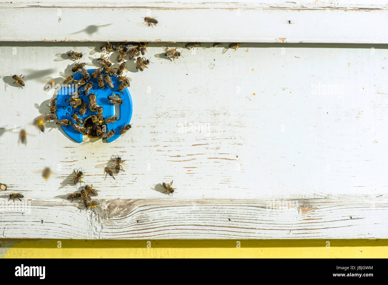 Bees entering the hive. White beehive Stock Photo - Alamy